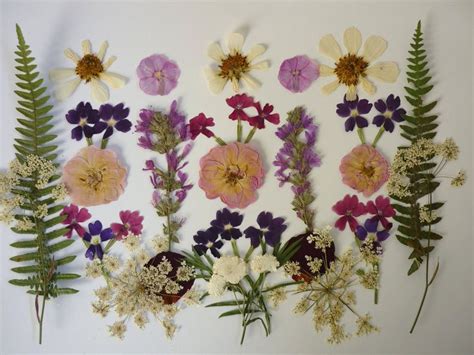 35 Dried Pressed Flowers For Crafts Real Mixed Dry Flowers Flower Set