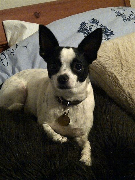 47 Best Rat Cha Images On Pinterest Chihuahua Mix Rat Terriers And Rats