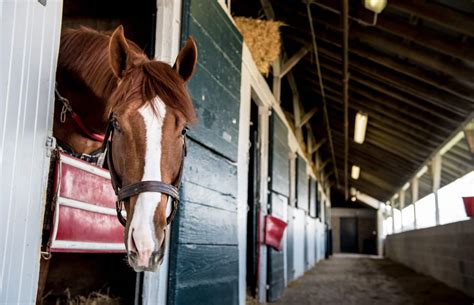Stereotypic Behaviors Retired Racehorse Project