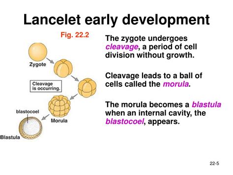 Ppt Chapter 22 Development And Aging Powerpoint Presentation Free