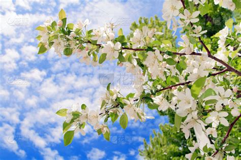 春季白花对蓝蓝的天空
