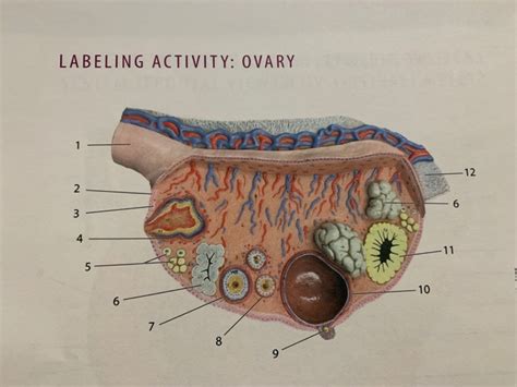 Solved Labeling Activity Male Reproductive System Sagittal