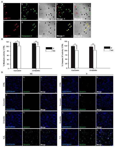 Curcumin And O Vanillin Exhibit Evidence Of Senolytic Activity In Human