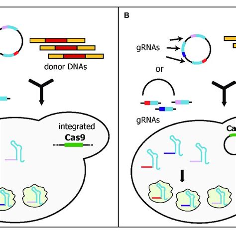 Schematic Diagram Of Multiplex Gene Editing Using Multi Cassette Grna