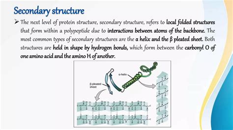 Proteins Digestion Absorption And Metabolism Pptx Proteins Digestion Absorption And Metabolism Pptx