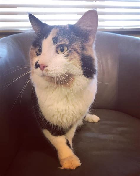 Male Calico Cats