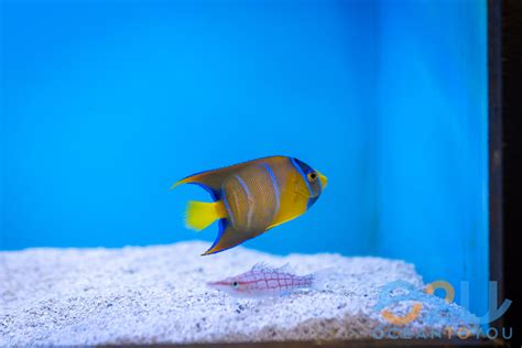 Regal Angel Fiji Ocean To You Aquariums