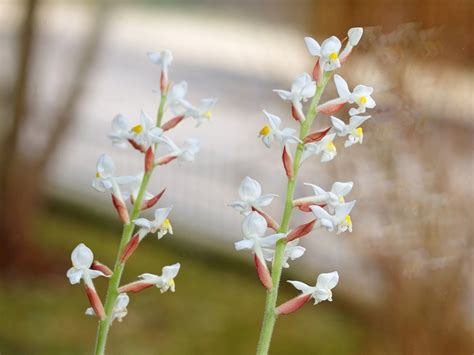 Ludisia Orchid Care Tips For Growing Jewel Orchids