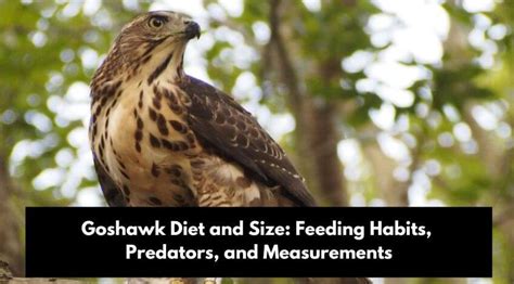 Goshawk Diet And Size Feeding Habits Predators And Measurements