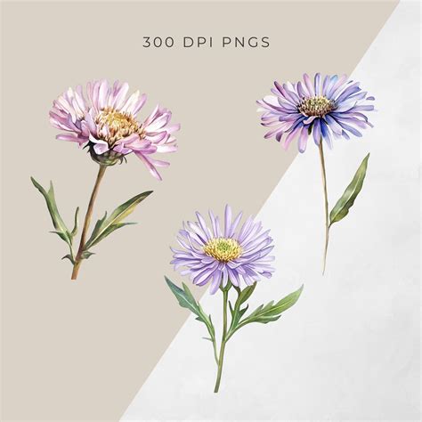 September Birth Flower Clipart Aster Morning Glory Floral Graphics
