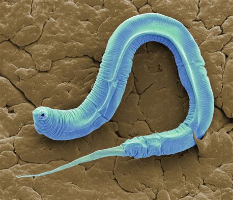 A Roundworm Species Was Just Revived After 46000 Years In The Siberian