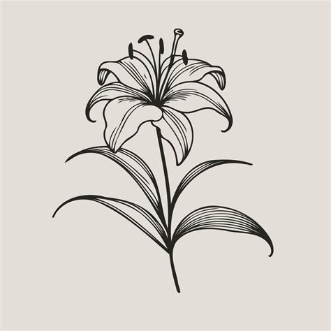 A Black And White Drawing Of A Lily Lily Flower And Leaf Hand Drawn