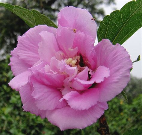 Menakjubkan 20 Bunga Malaysia Picture Gambar Bunga Indah