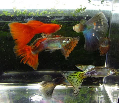 Assorted Male Guppy Guppies Trins Tropical Fish