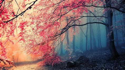 800 Cool Japanese Tree Wallpapers
