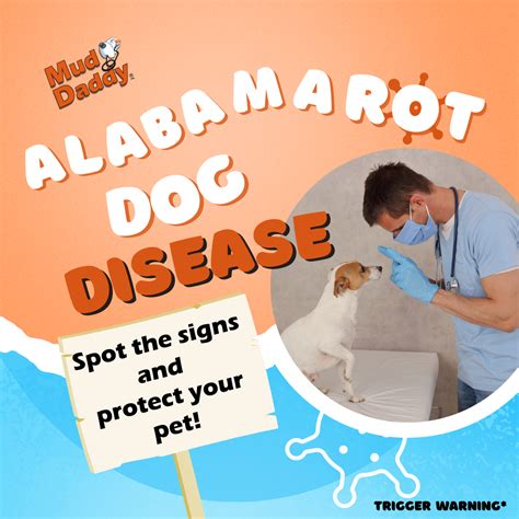 Alabama Rot Dog Disease And Why Muddy Dog Owners Should Beware