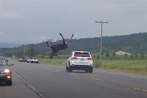 Suv Launches Moose Airborne After Frightening Collision Wide Open Spaces