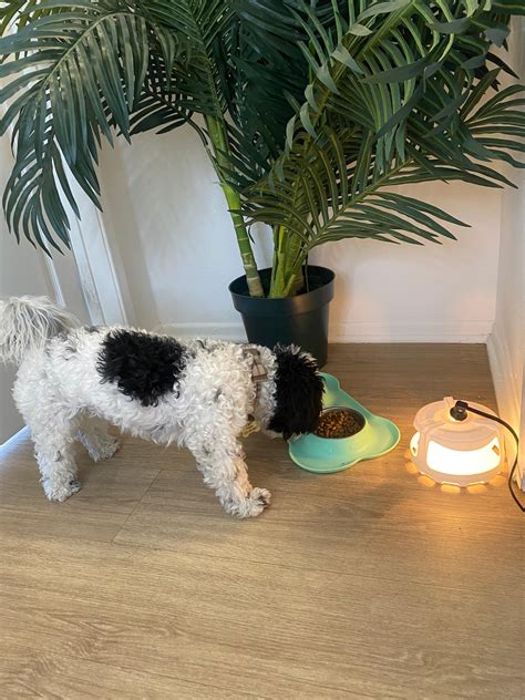 Bug Md A Bottle Of Bugmd Pest Control Concentrate Comes With A