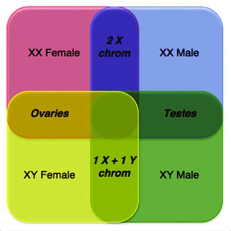 The Four Core Genotypes Mouse Model This Mouse Model Generates Four