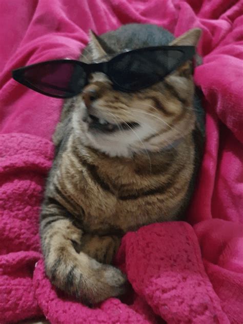 I Think This Photo Of My Cat Has Zoolander Vibes Rcats