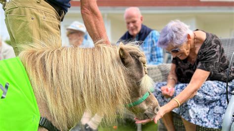 Shetland Pony Shot By Suspected Bb Gun Pellet Bbc News