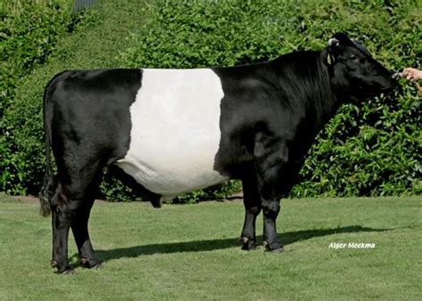 Dutch Belted