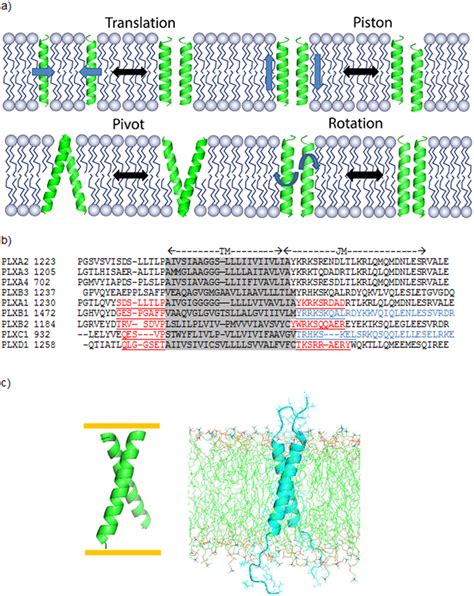 Models Of Plexin Tm Dimer Receptor Signaling Structure And Sequence Download Scientific