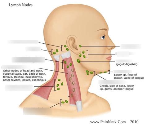Lymph Node Behind Ear Lobe