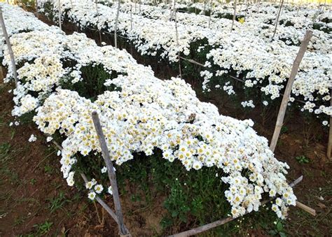 ကျောက်ဆည်မြို့နယ်တွင် ဂန္ဓမာပန်းစိုက်ပျိုးရောင်းချသူများ နေ့စဉ်ဝင်ငွေရရ