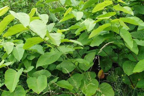 Fallopia Sachalinensis