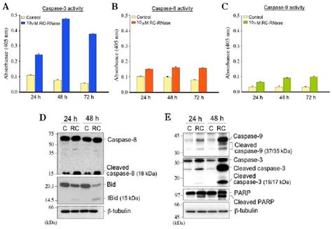 Activation Of Caspases 8 And 9 Induced By Rc Rnase A C Assay Of The