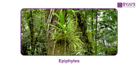 Epiphytes Meaning Characteristics Adaptations Examples