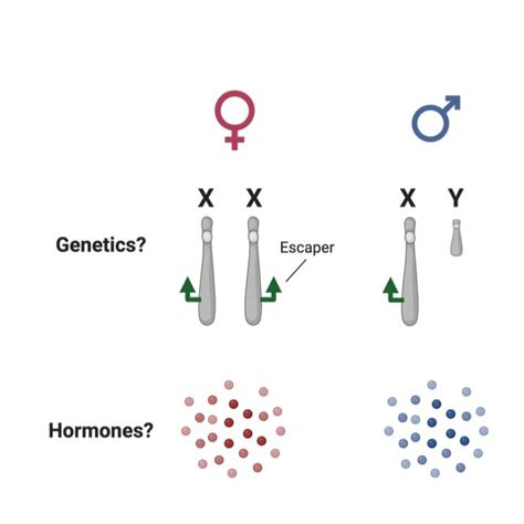 Research — Andergassen Lab