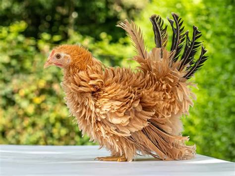 20 Small Chicken Breeds [your Epic Guide With Pros And Cons ] Outdoor