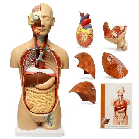 Human Torso Diagram