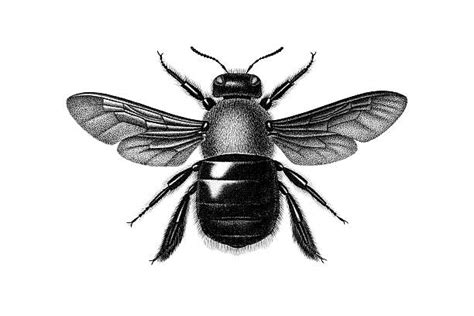 Carpenter Bee Illustrations Royalty Free Vector Graphics And Clip Art