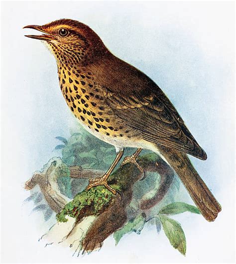 Thrush Bird Illustrations Royalty Free Vector Graphics And Clip Art Istock