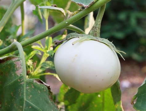 Top Egg Like Plants For Easter Affordable Garden Alternatives