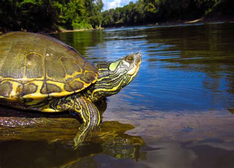 Map Turtle Lifespan Size And How To Care For One A Z Animals