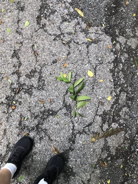 Different Walnut Variety Rwhatsthisplant