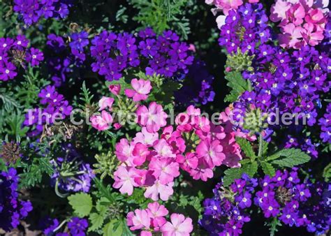 🌱complete Guide To Verbena Plants Cultivation Care And Varieties