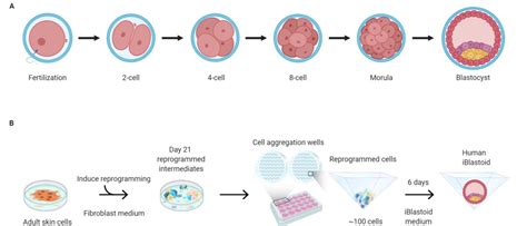 Lab Grown Human Embryo Model Gpsc What Is Lab Grown Human Embryo