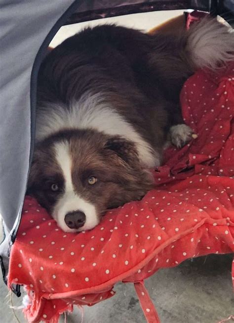 My Handsome Border Collie Boy