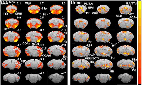 Figure 2 From Functional Mri Of The Mouse Olfactory System Semantic
