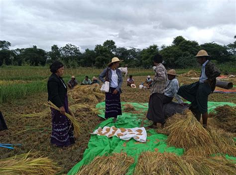နတ်မောက်မြို့နယ် ကျောက်တံခါးကျေးရွာတွင် နွေစပါးစံကွက်ရိတ်သိမ်း