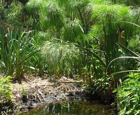 La Riserva Naturale Orientata “fiume Fiumefreddo” Ed Il “pantano Gurna” Ilpapaverorossoweb