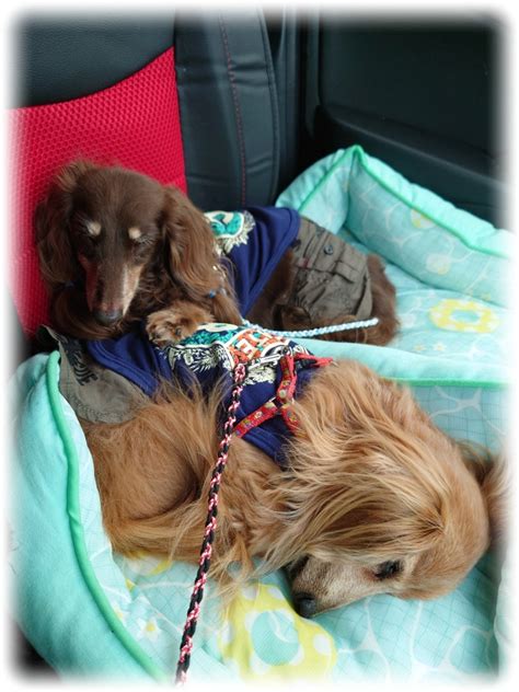 買っちゃった シュシュとミリーのhello Everywan