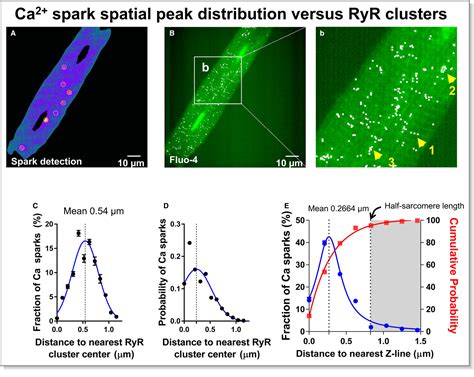 Figure 1 From Ryanodine Receptor Cluster Size Affects Arrhythmogenic Sarcoplasmic Reticulum