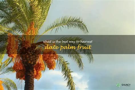 Harvesting Dates A Guide To Reaping The Benefits Of Date Palm Fruit