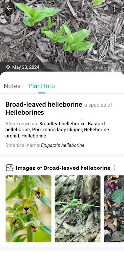 Using Apps For Plant Identification Maryland Grows
